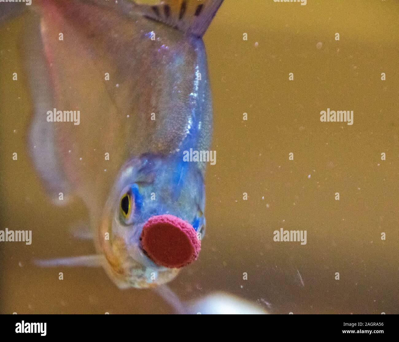Silver dollar tropical fish hi-res stock photography and images - Alamy