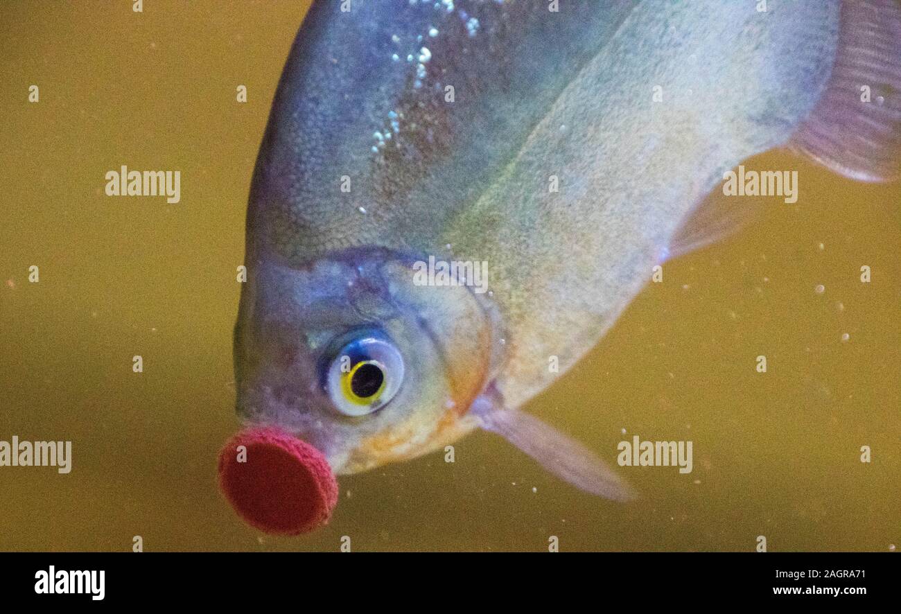 Dollar fish hi-res stock photography and images - Alamy