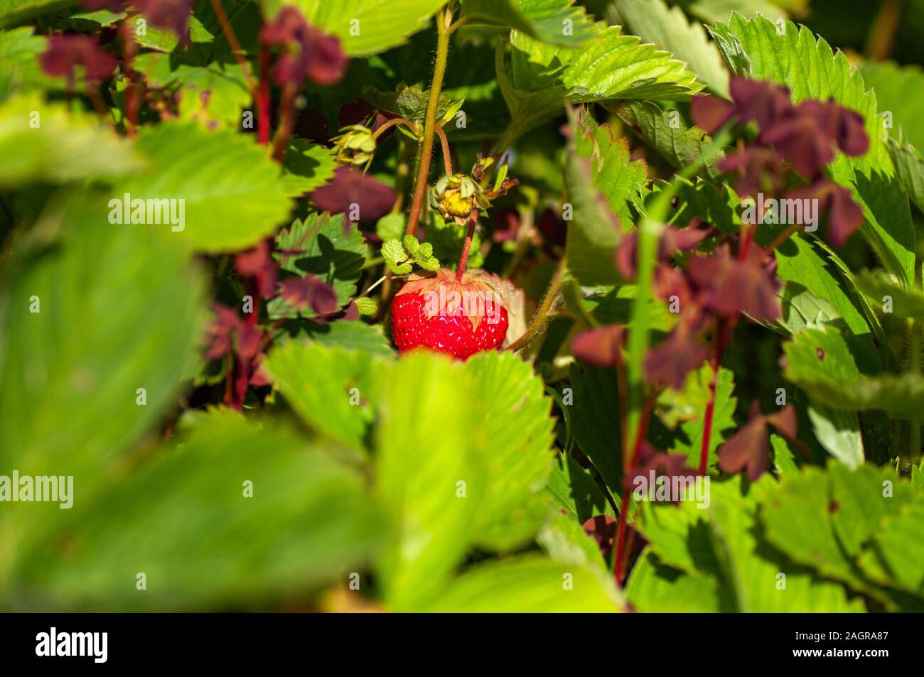 Organic Red Strawberry plant. Wild organic stawberry bushes ...