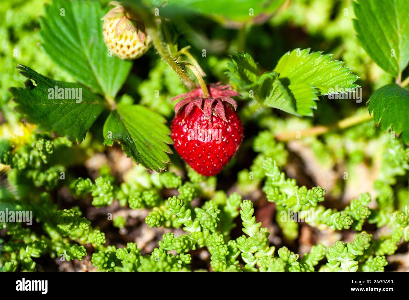 Organic Red Strawberry plant. Wild organic stawberry bushes ...