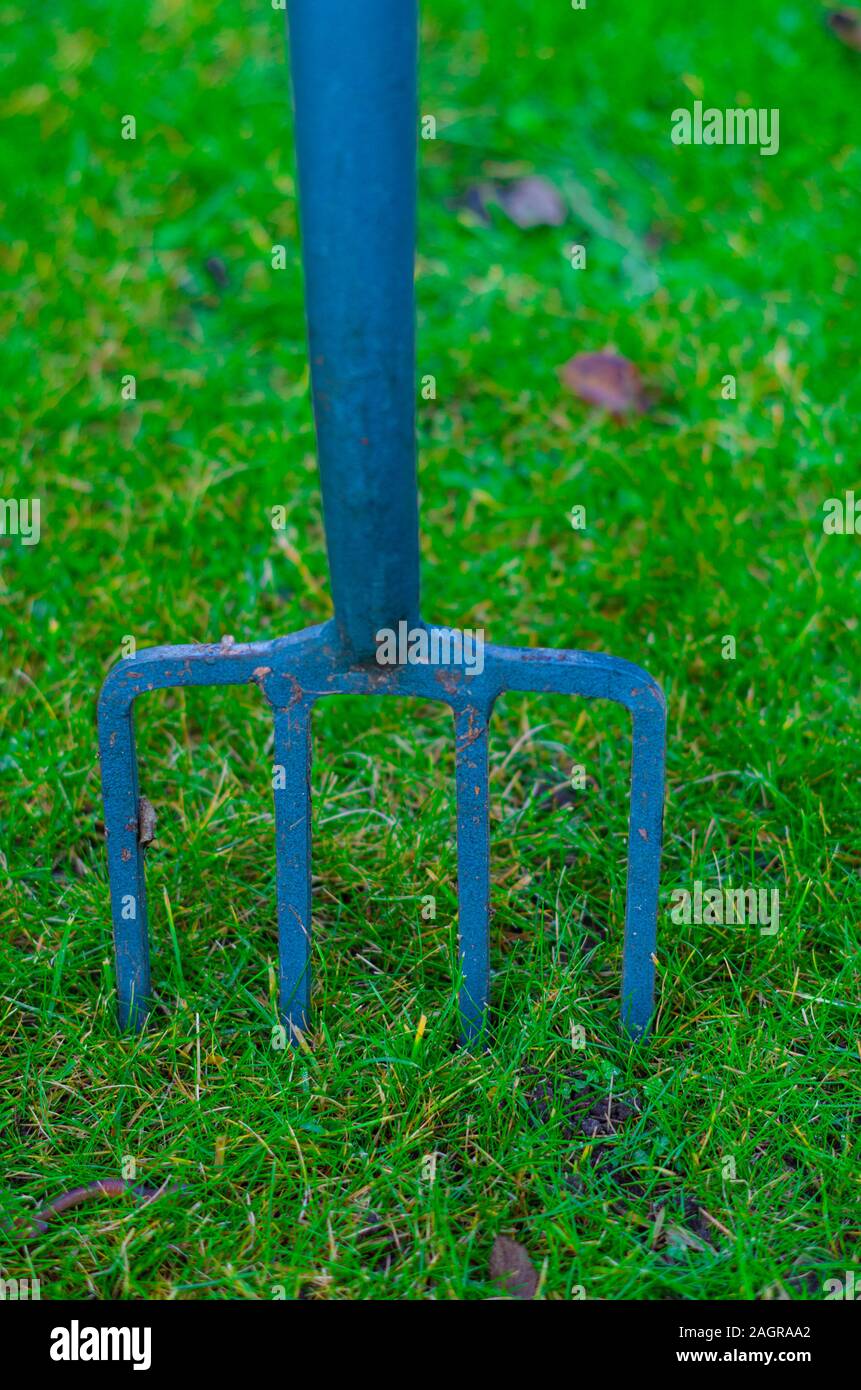 Blue pitchfork stuck in the ground while preparing garden soil. In the ...
