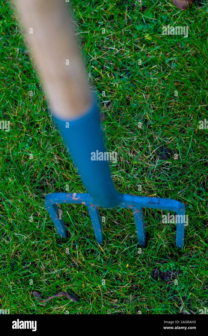 Blue pitchfork stuck in the ground while preparing garden soil.In the ...