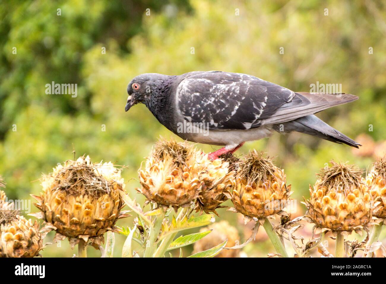 Dumb bird hi-res stock photography and images - Alamy