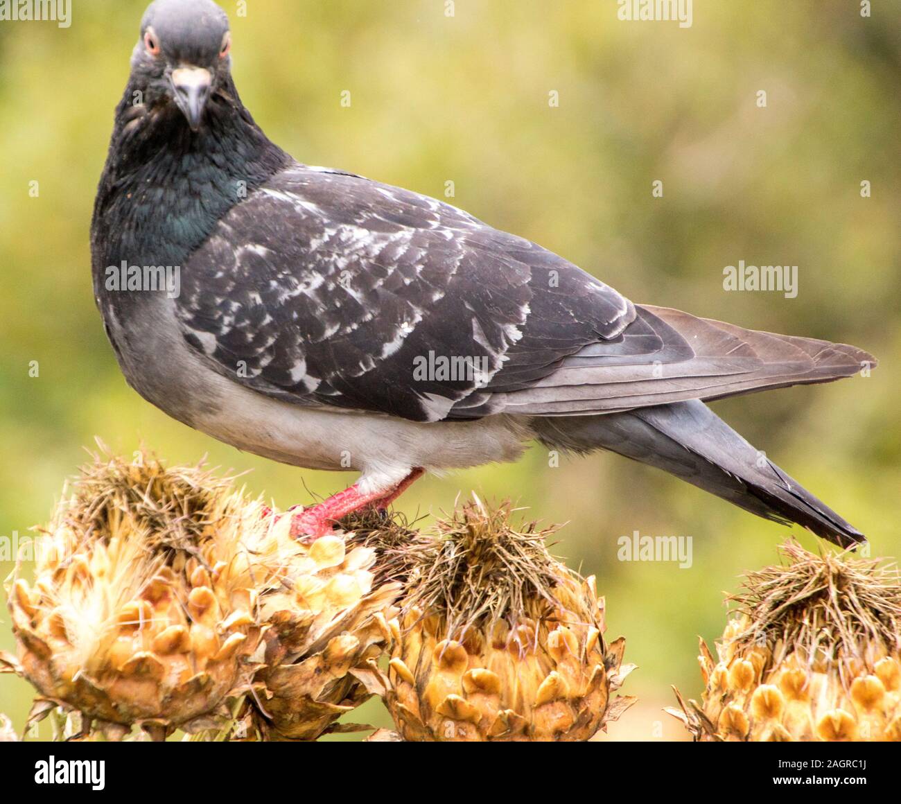 A common Pigeon that can be seen in various locations throughout London ...