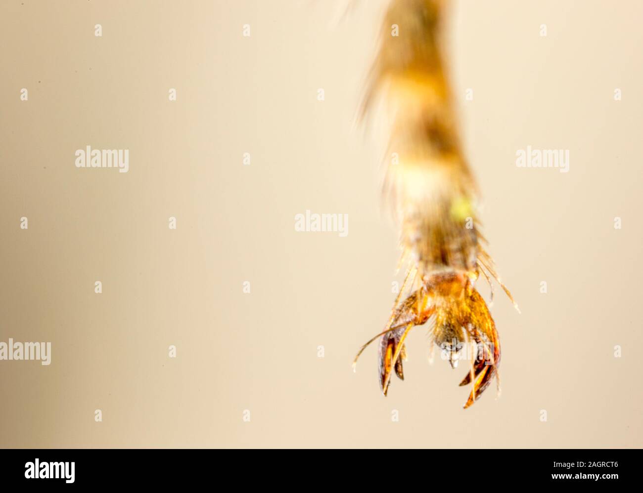 A very close up image of a typical wasp Stock Photo - Alamy