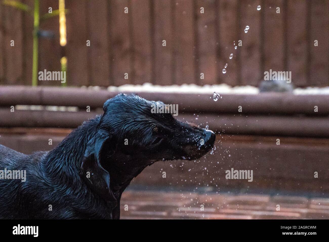 A Miniature Dachshund having fun Stock Photo - Alamy