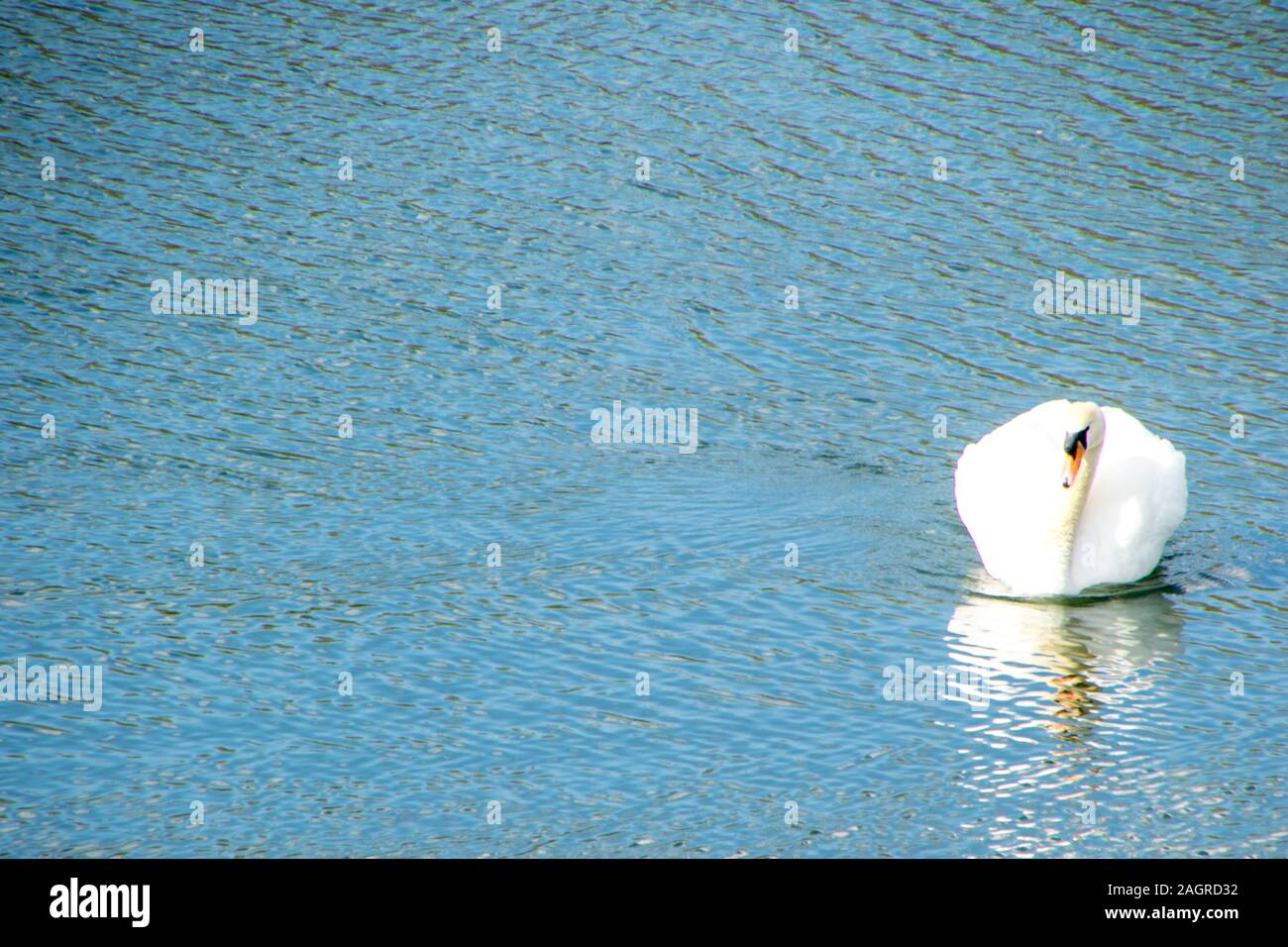 The Swan, one of the 'Queen's' birds Stock Photo - Alamy