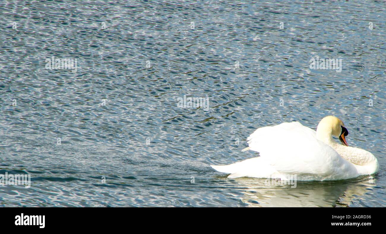 The Swan, one of the 'Queen's' birds Stock Photo - Alamy