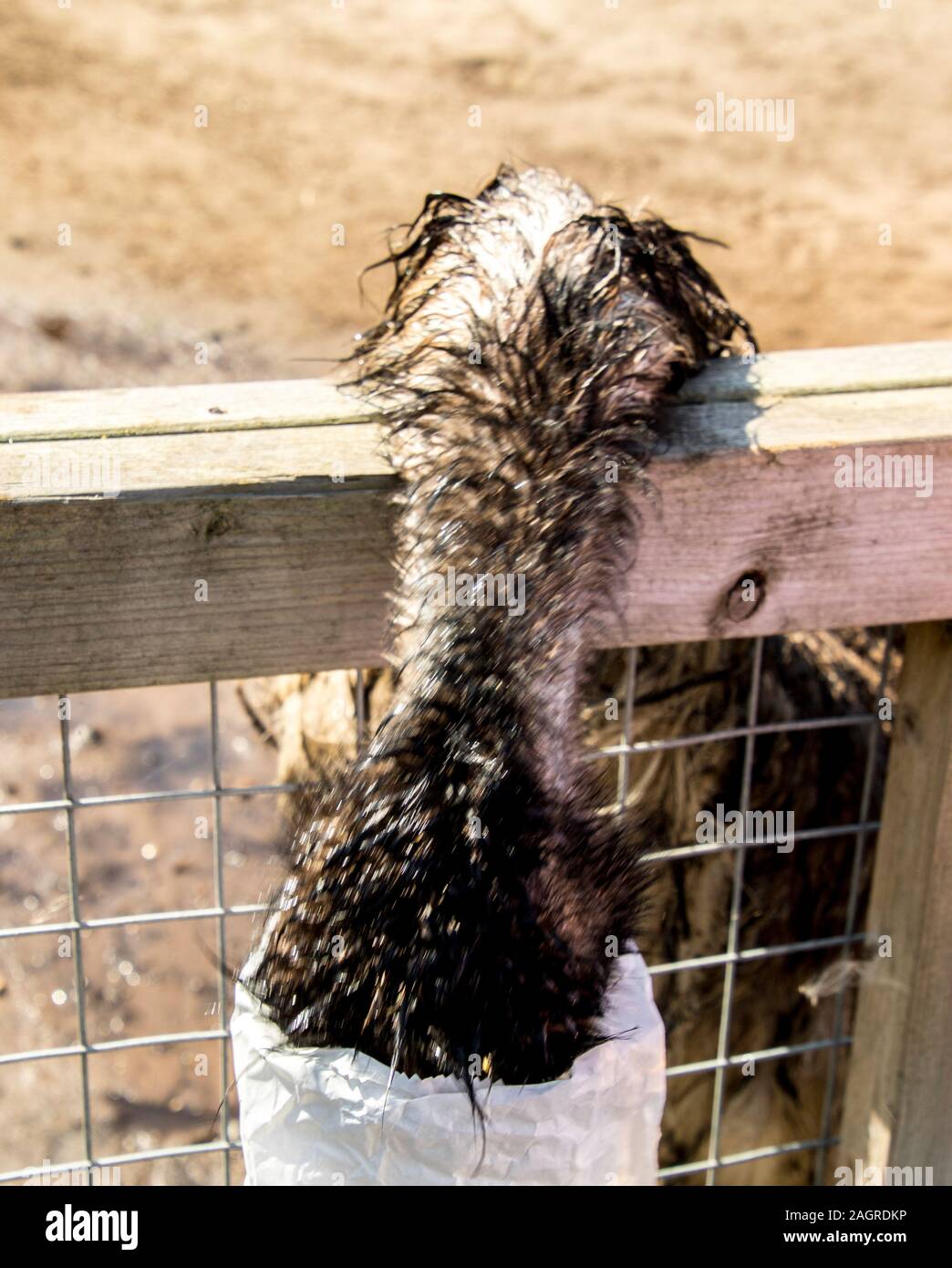 A funny looking animal, the Emu is a friendly character with a large ...