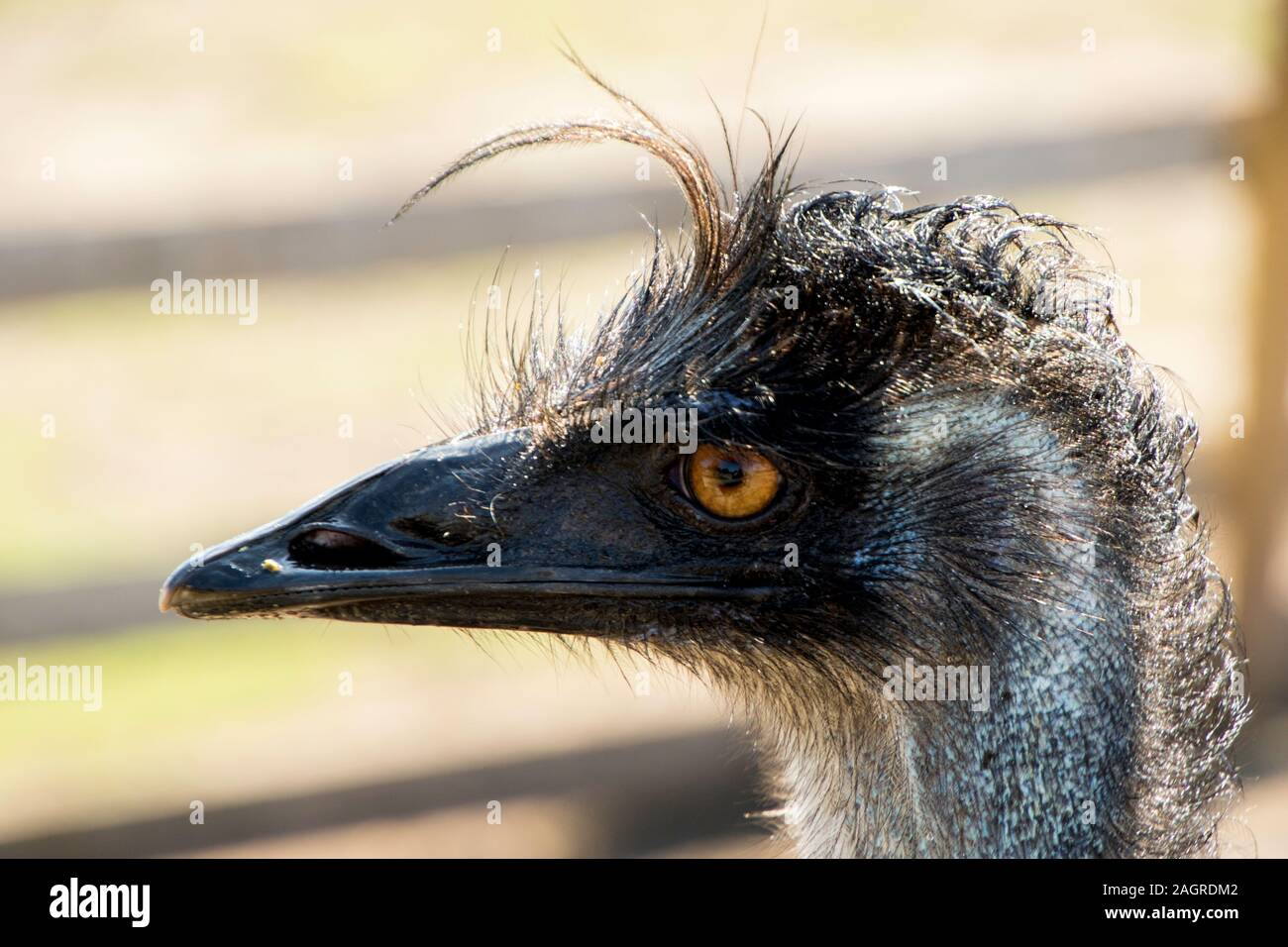 A funny looking animal, the Emu is a friendly character with a large ...