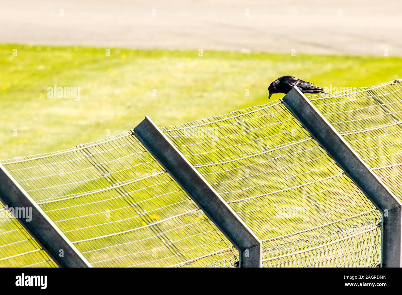A black crow sits patiently on a fence line, watching for food ...