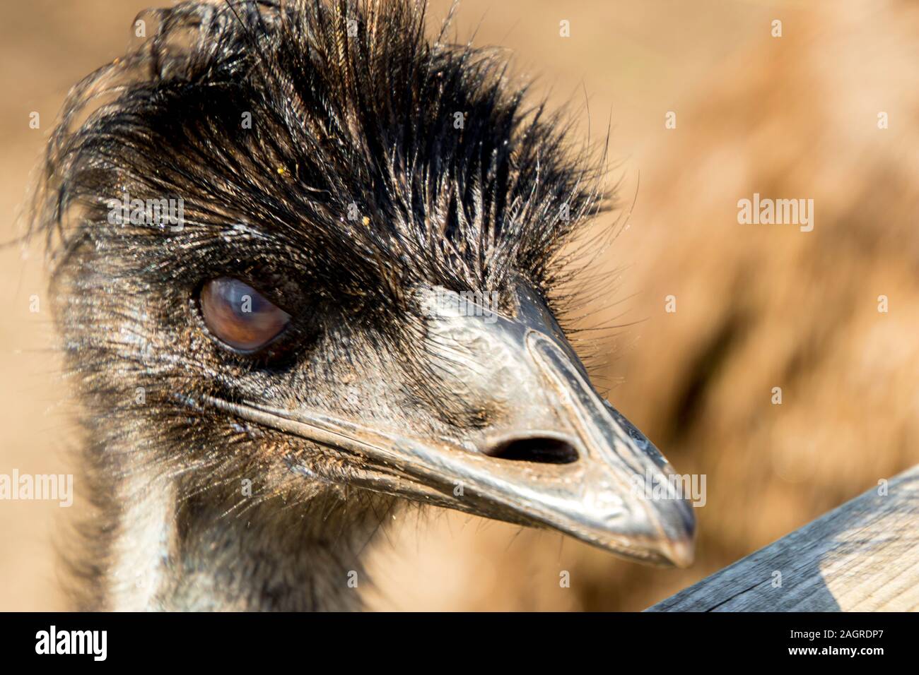 A funny looking animal, the Emu is a friendly character with a large ...