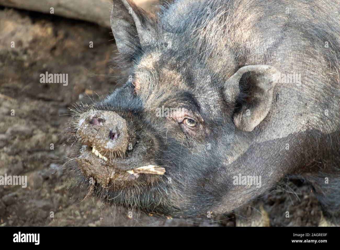 A huge and friendly Pig within a zoo enclosure Stock Photo - Alamy