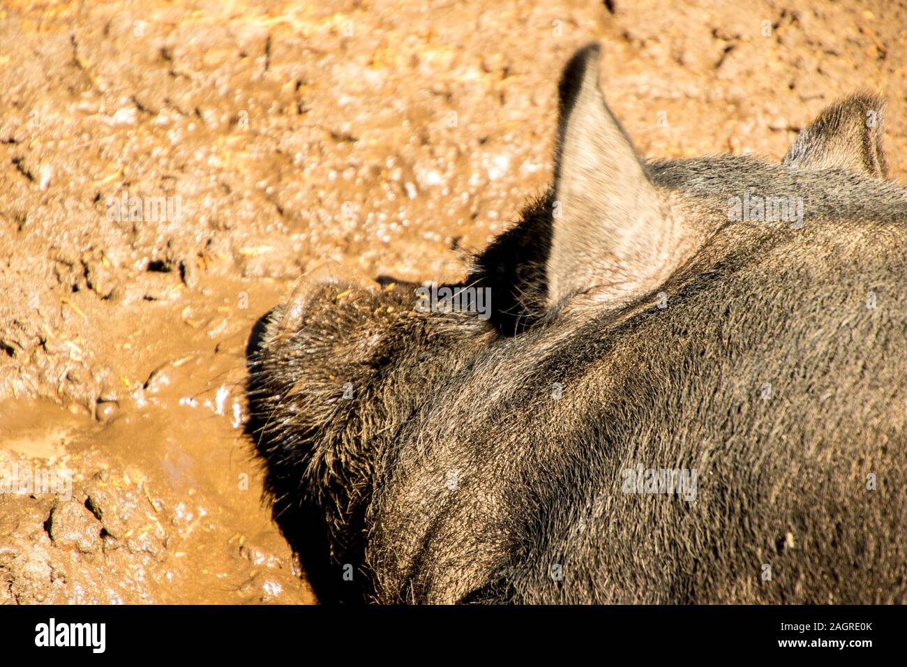 A huge and friendly Pig within a zoo enclosure Stock Photo - Alamy