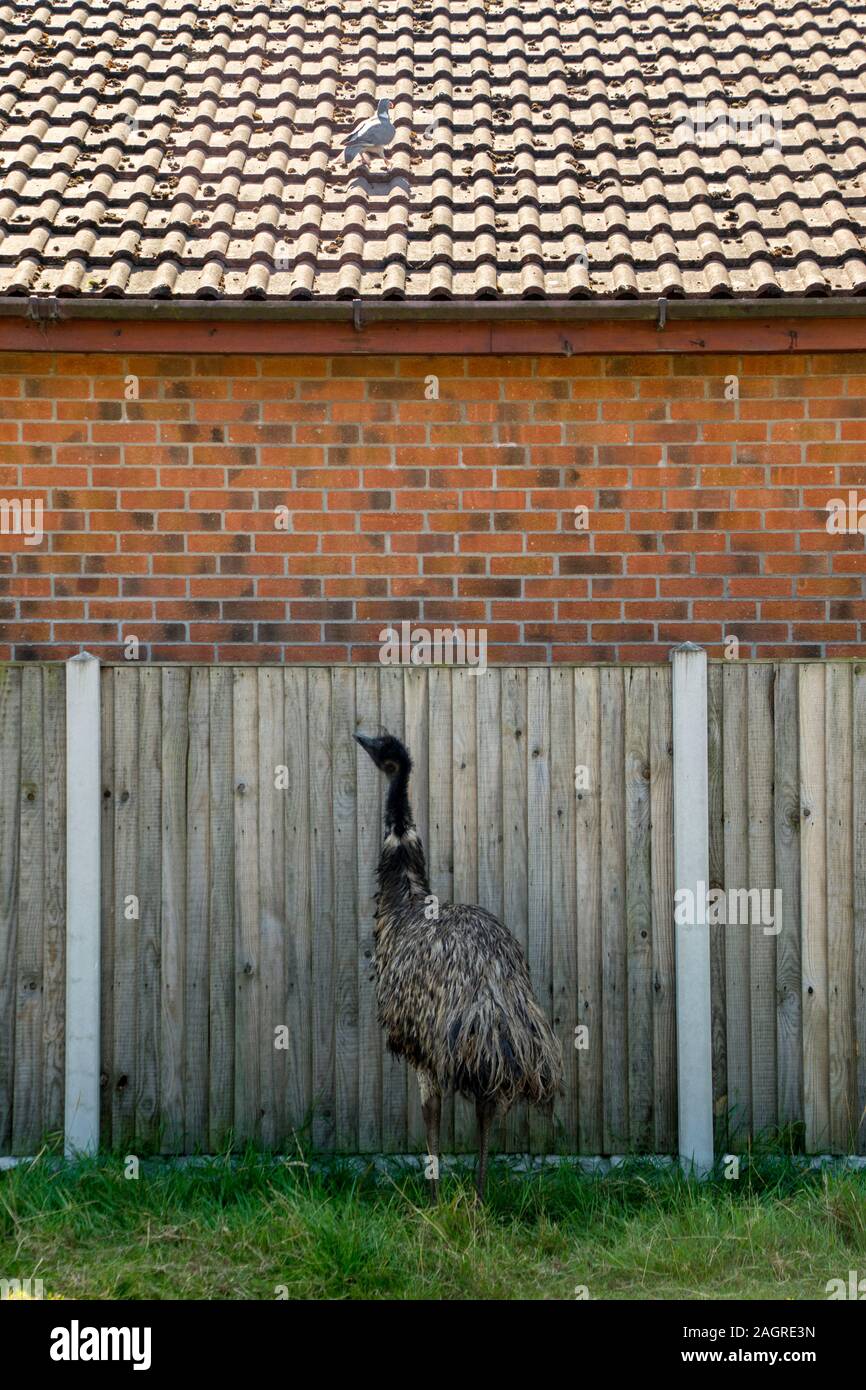A funny looking animal, the Emu is a friendly character with a large ...