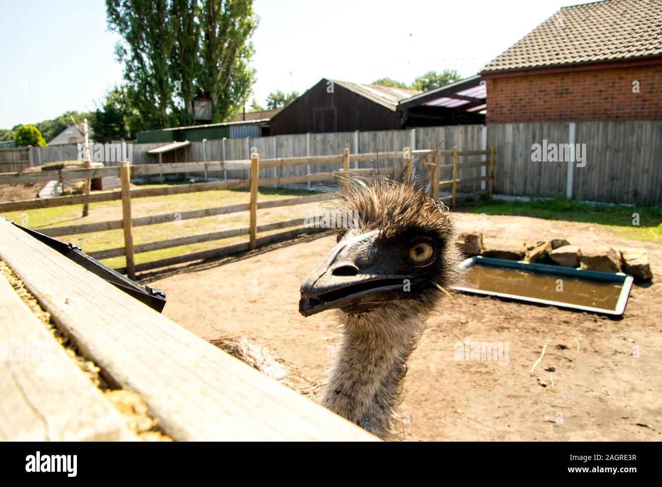 A funny looking animal, the Emu is a friendly character with a large ...
