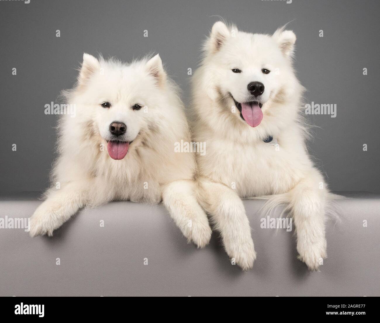 Samoyeds hi-res stock photography and images - Alamy