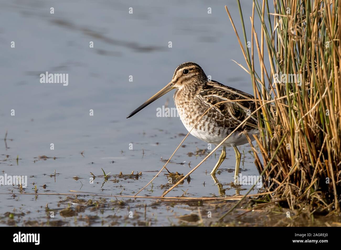 Snipe Wading in Water Stock Photo - Alamy