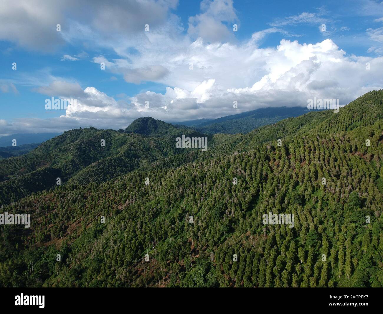 Aerial drone shot of Clove farms in Tolitoli, Indonesia on a suuny day ...