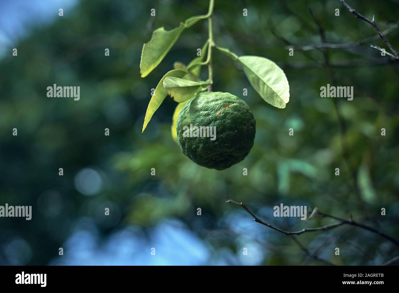 Kafir lime leaf hi-res stock photography and images - Alamy