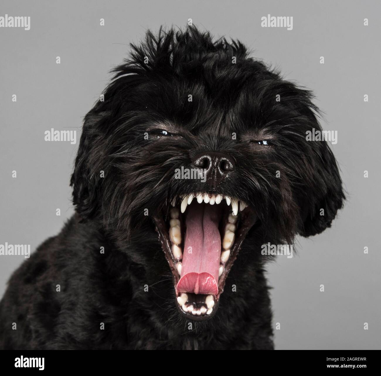 Close up dog yawning hi-res stock photography and images - Alamy