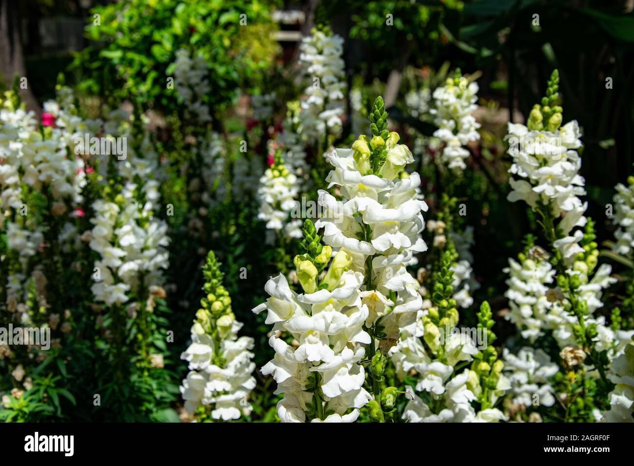 In a snapdragon flower hi-res stock photography and images - Alamy