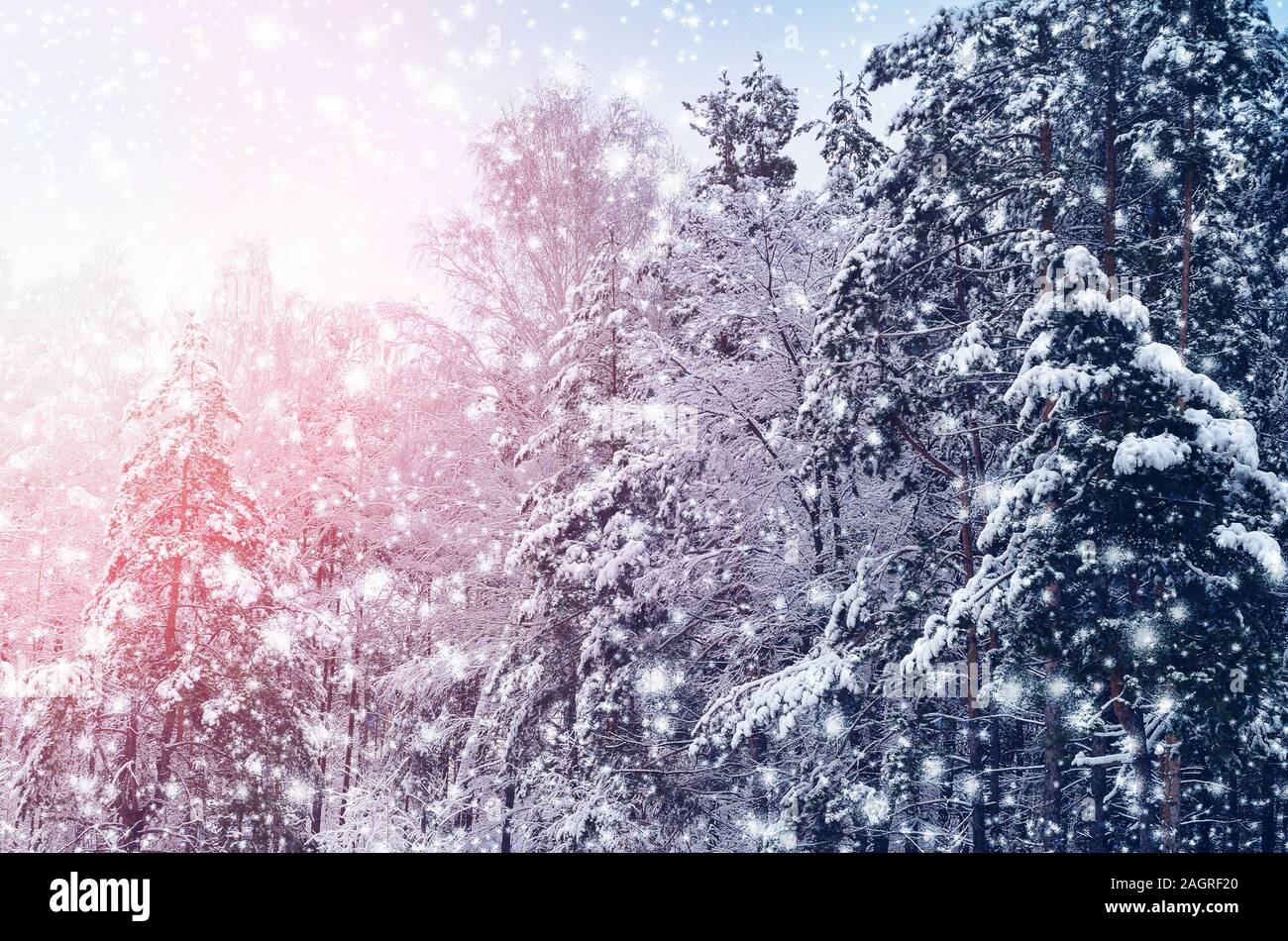 Shining through the snow hi-res stock photography and images - Alamy