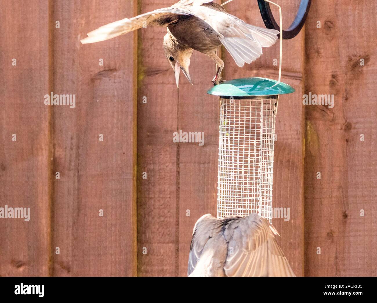 Starling birds eat from a bird feeder in a typical garden, in the ...