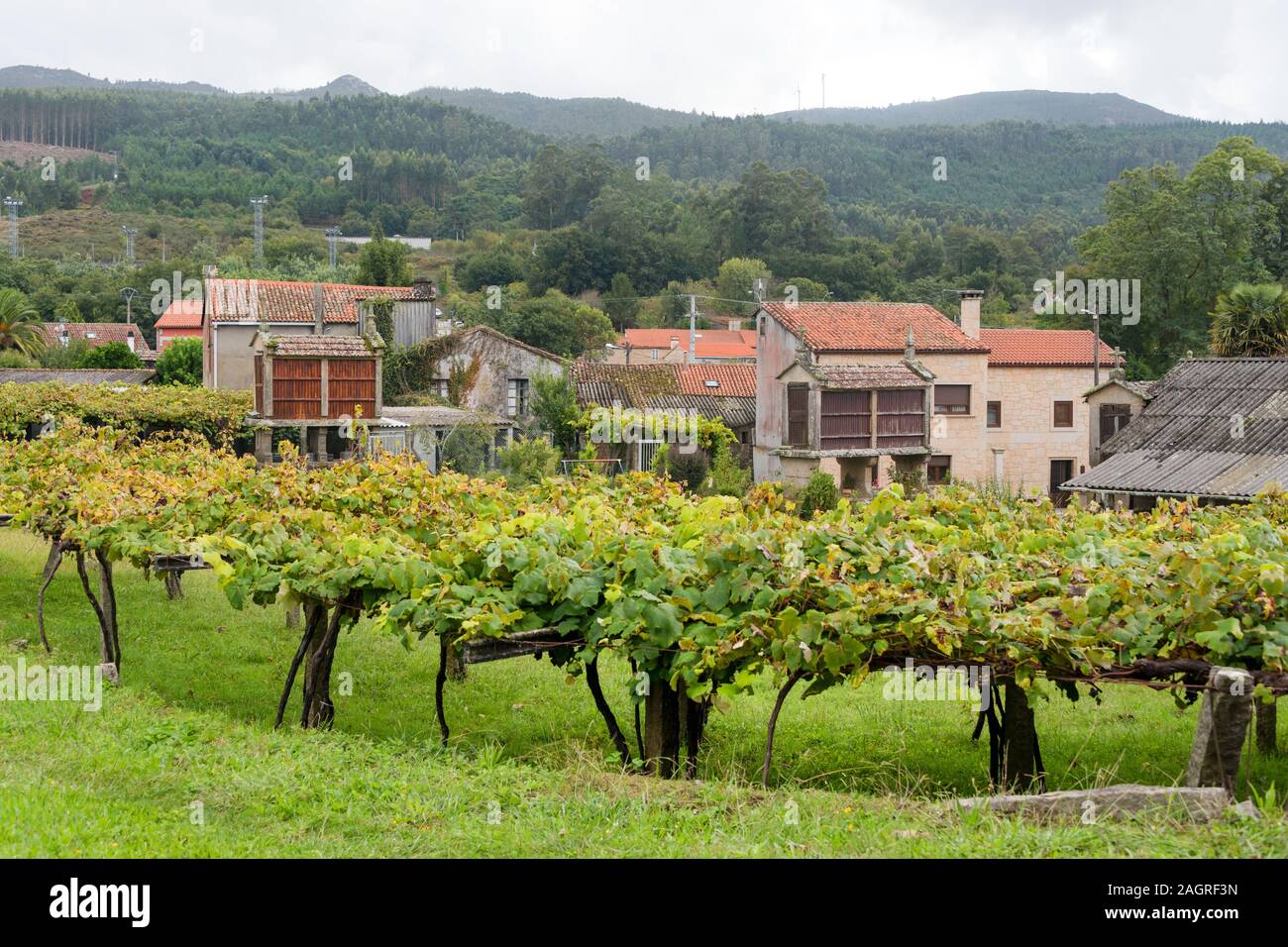 Galicia wine trail hi-res stock photography and images - Alamy