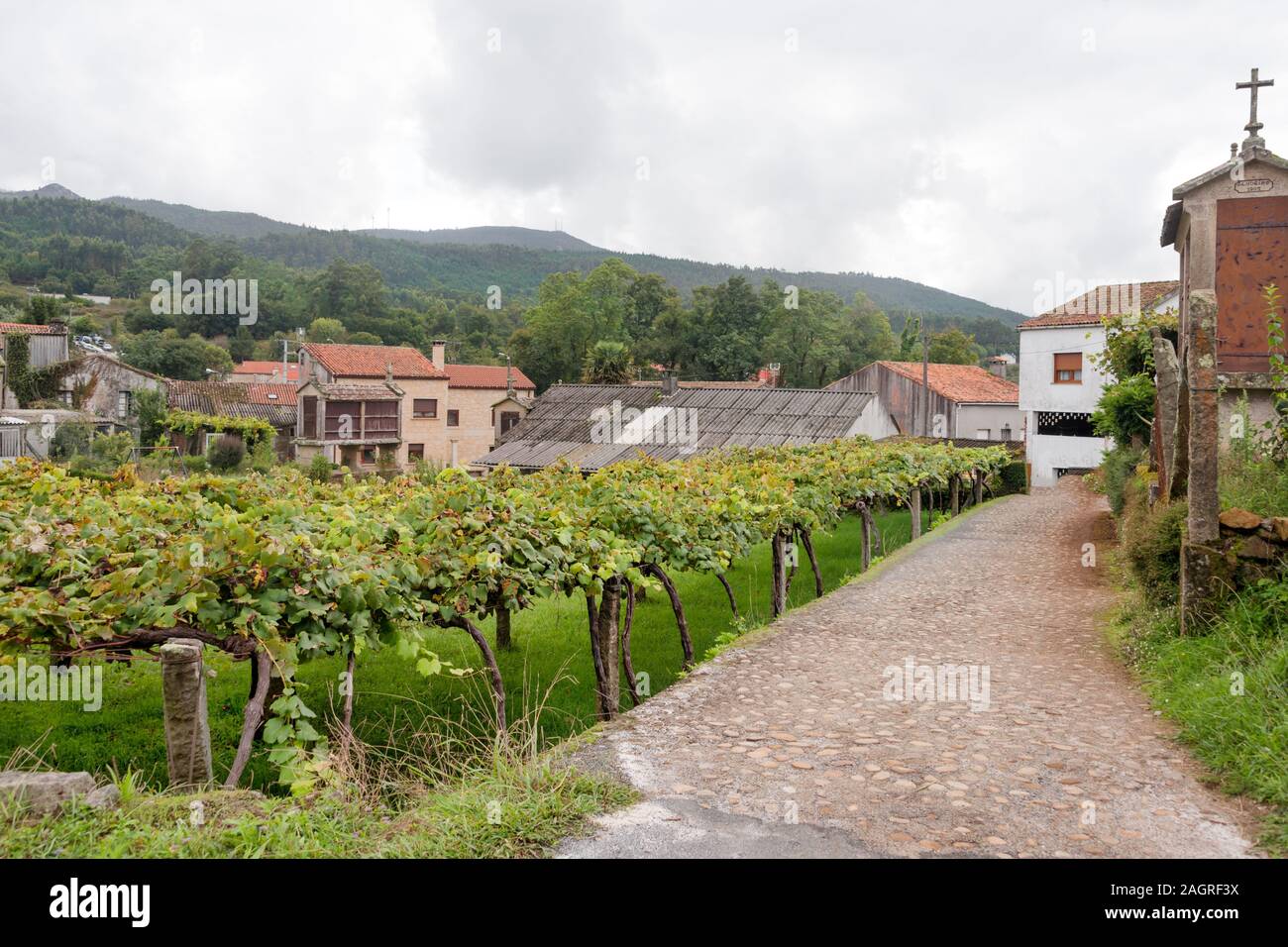 Vineyard with ripe grapes in countryside. Pilgrim trail between ...