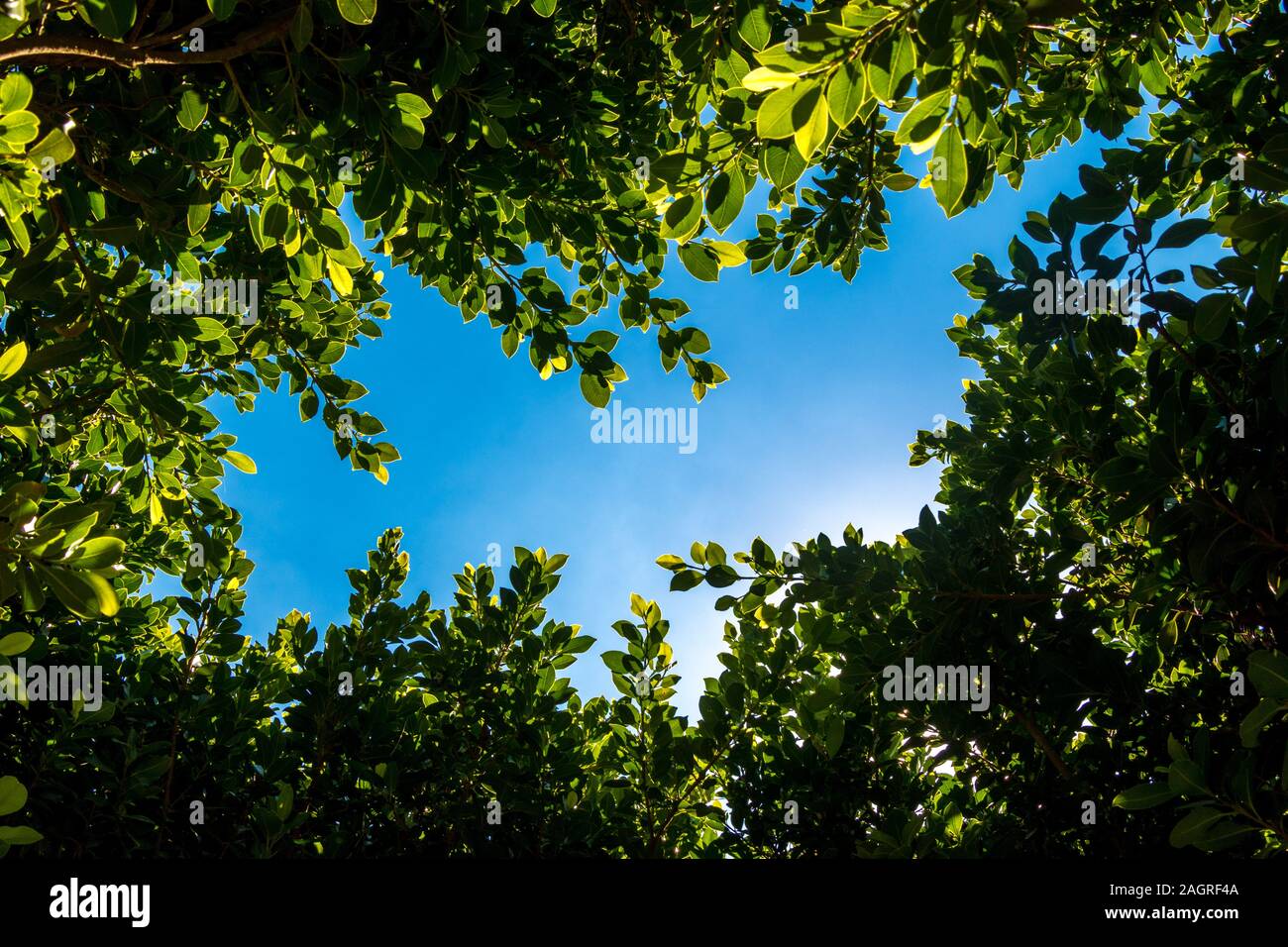 A view from the ground looking up through a large gap in a tree's cover ...