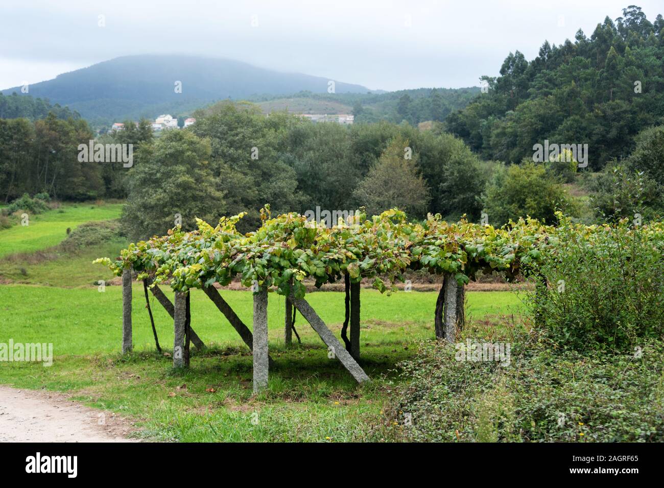 Vineyard with ripe grapes in countryside. Pilgrim trail between ...