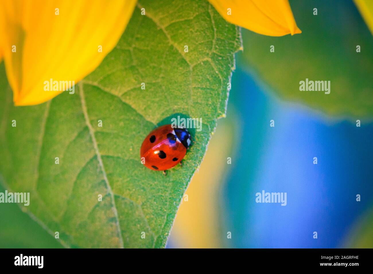 Macro of ladybug on a blade of sunflower n the morning sun Ladybug ...