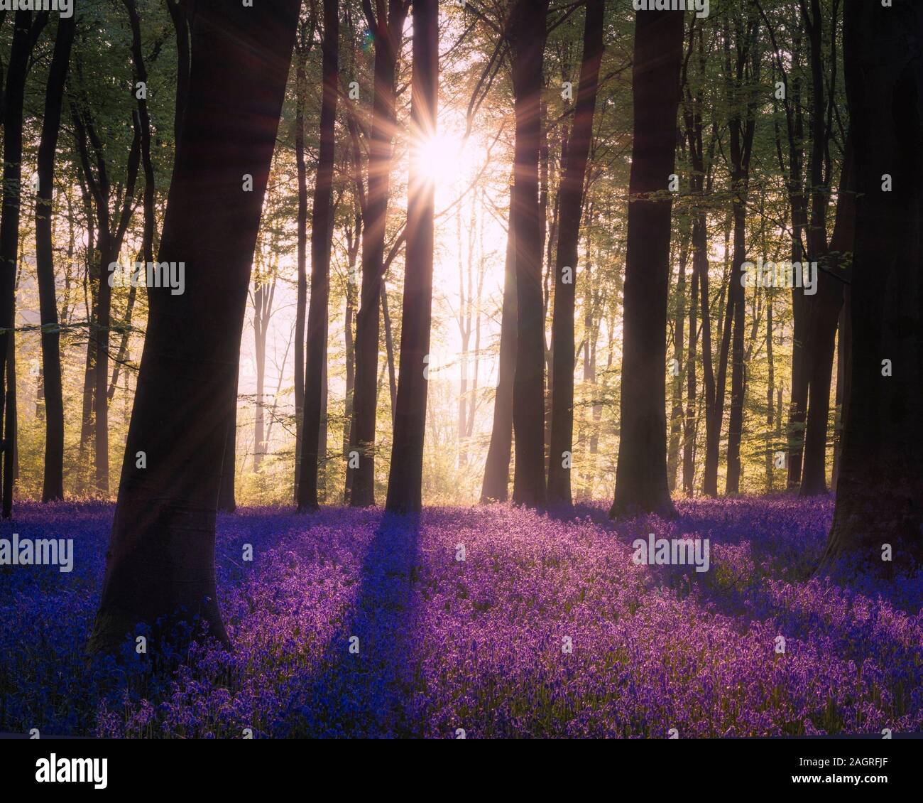 Epic Spring landscape image of vibrant bluebell flowers in woodland ...