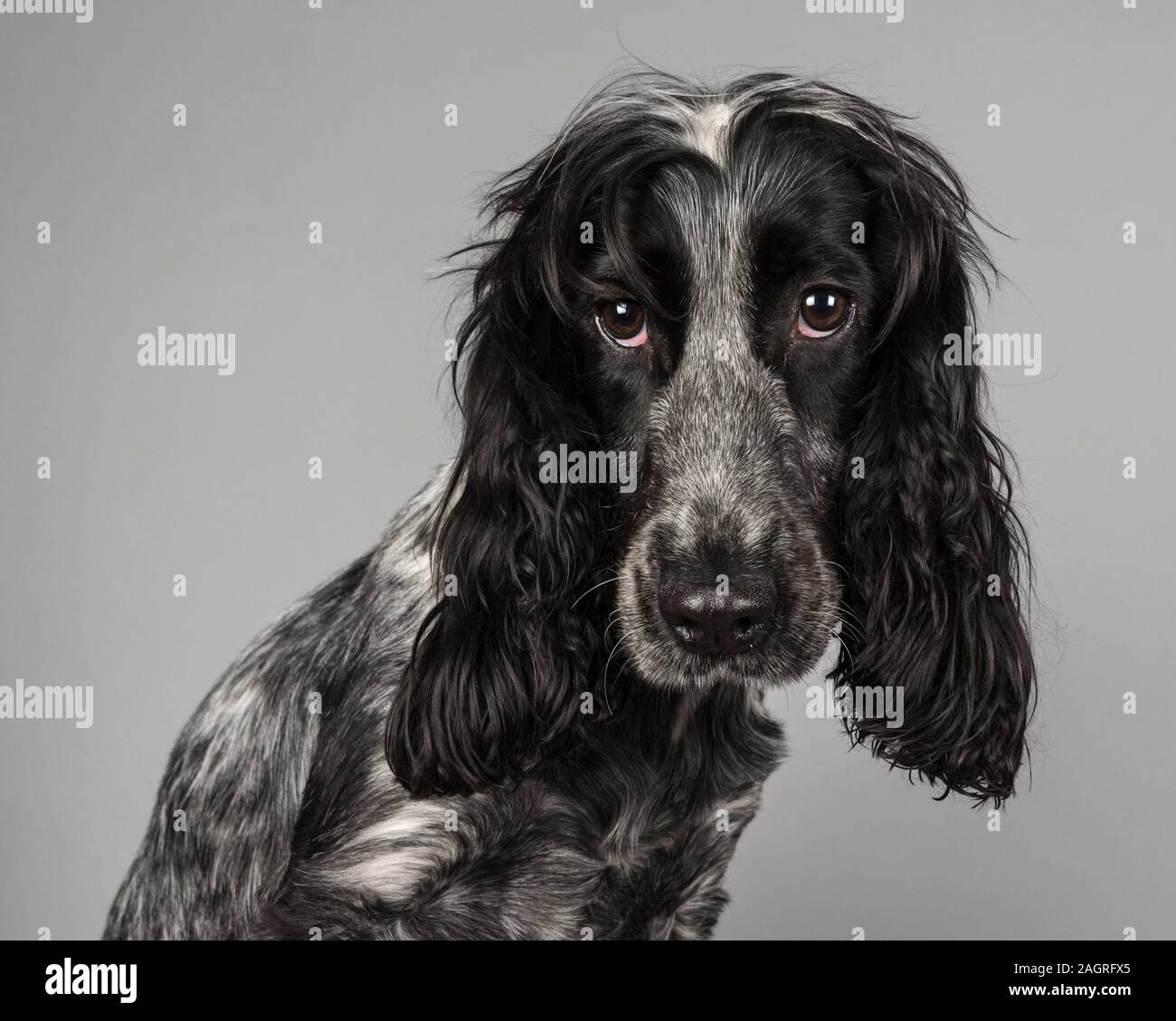 Blue roan colour hi-res stock photography and images - Alamy