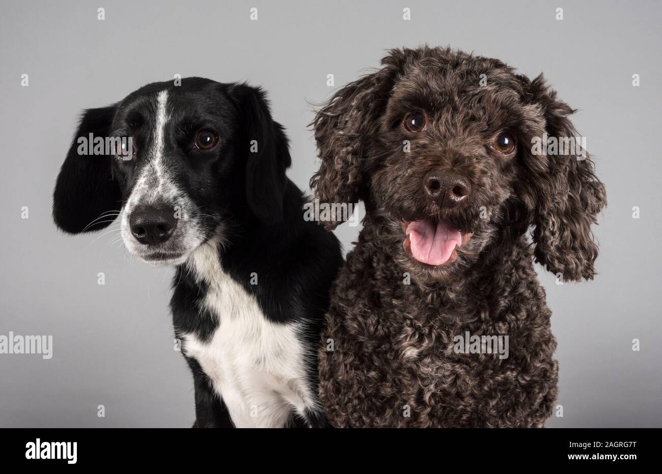 Collie cross spaniel hi-res stock photography and images - Alamy