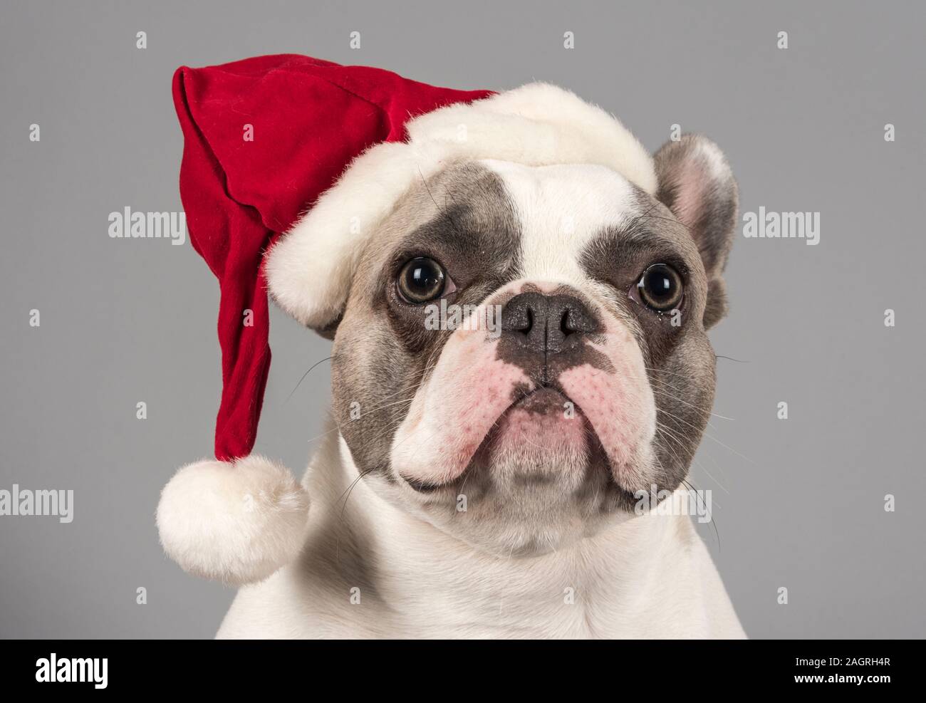 Bulldog looking straight at camera hi-res stock photography and images ...