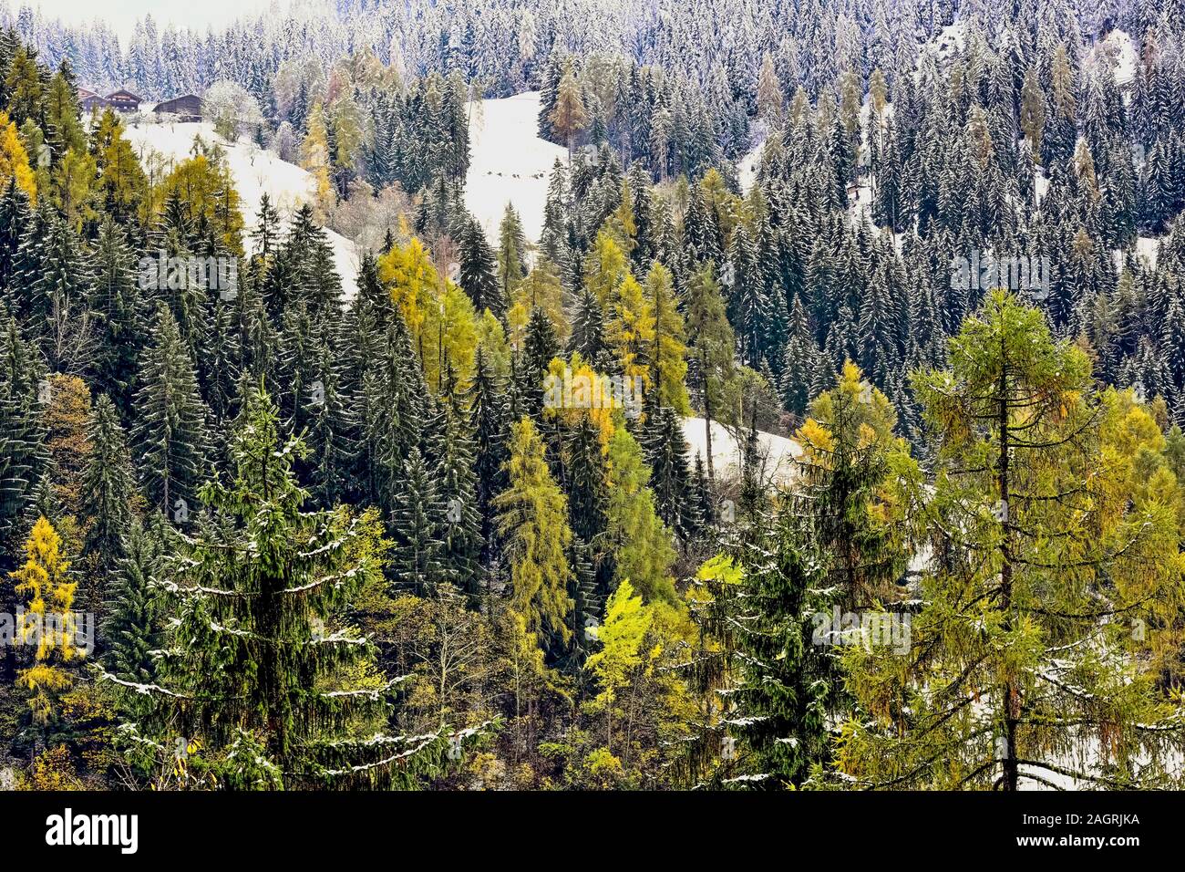 ITALY, SOUTH TIROL, VAL D'ULTIMO Stock Photo - Alamy