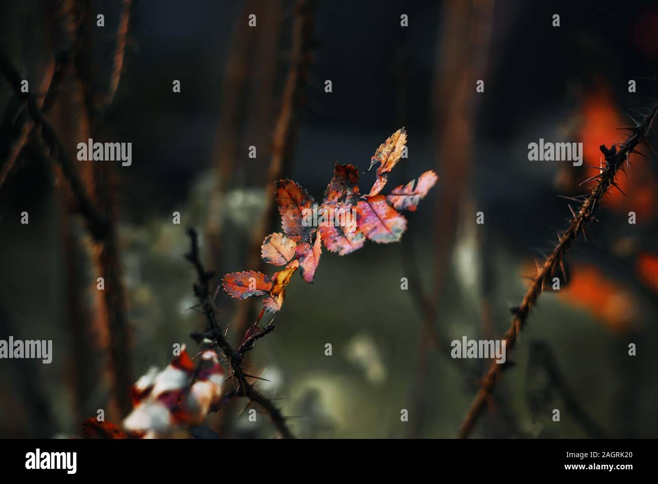A fading, yellowed brier leaf, growing alone on a thorny stalk amid the ...