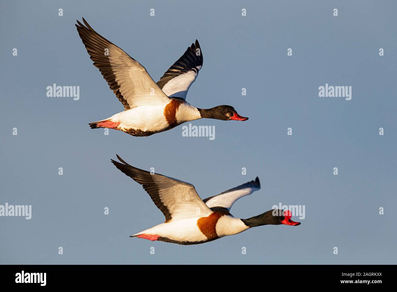 Common Shelduck (Tadorna tadorna) in flight Stock Photo - Alamy