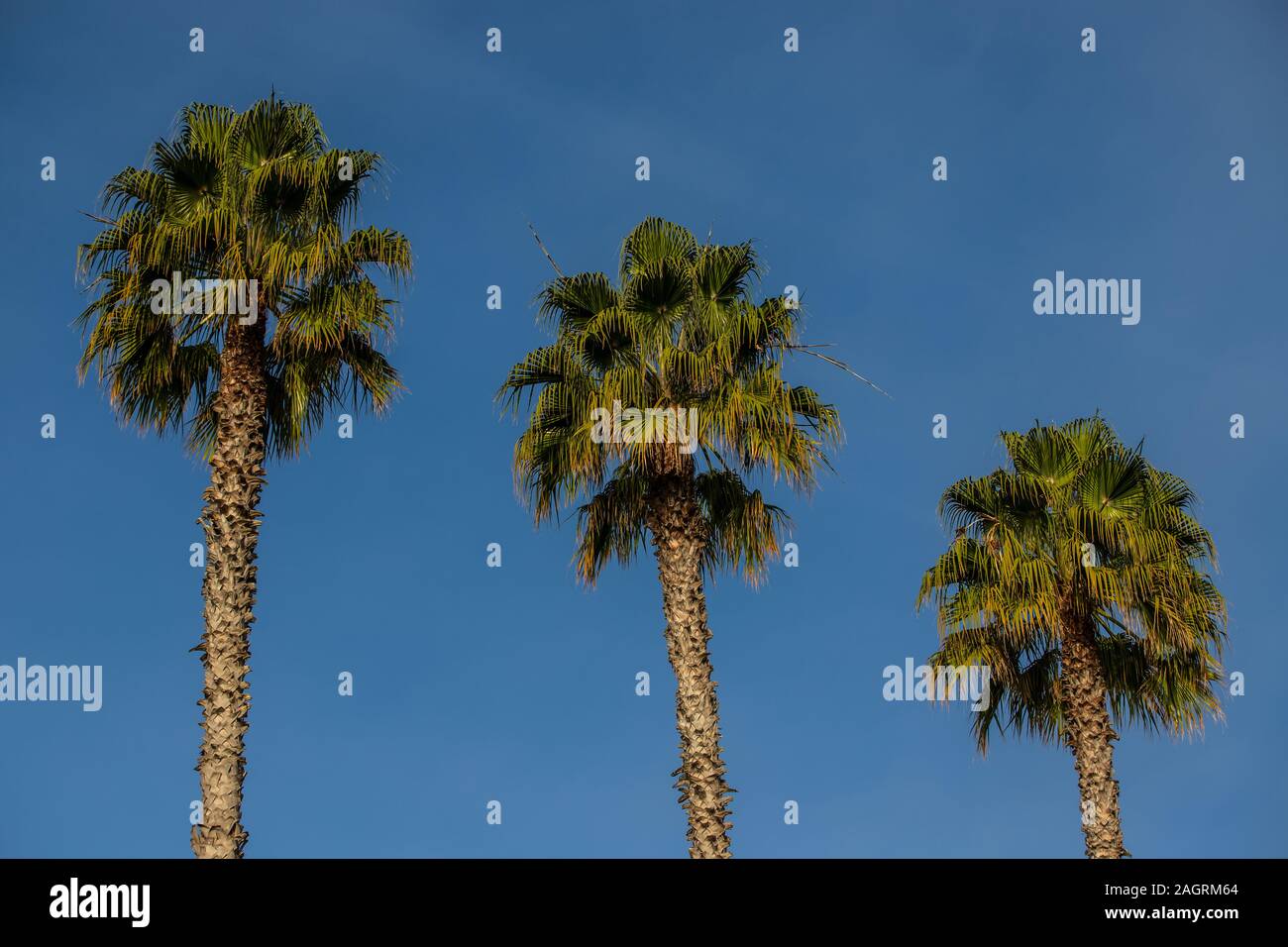 three palm trees Stock Photo - Alamy