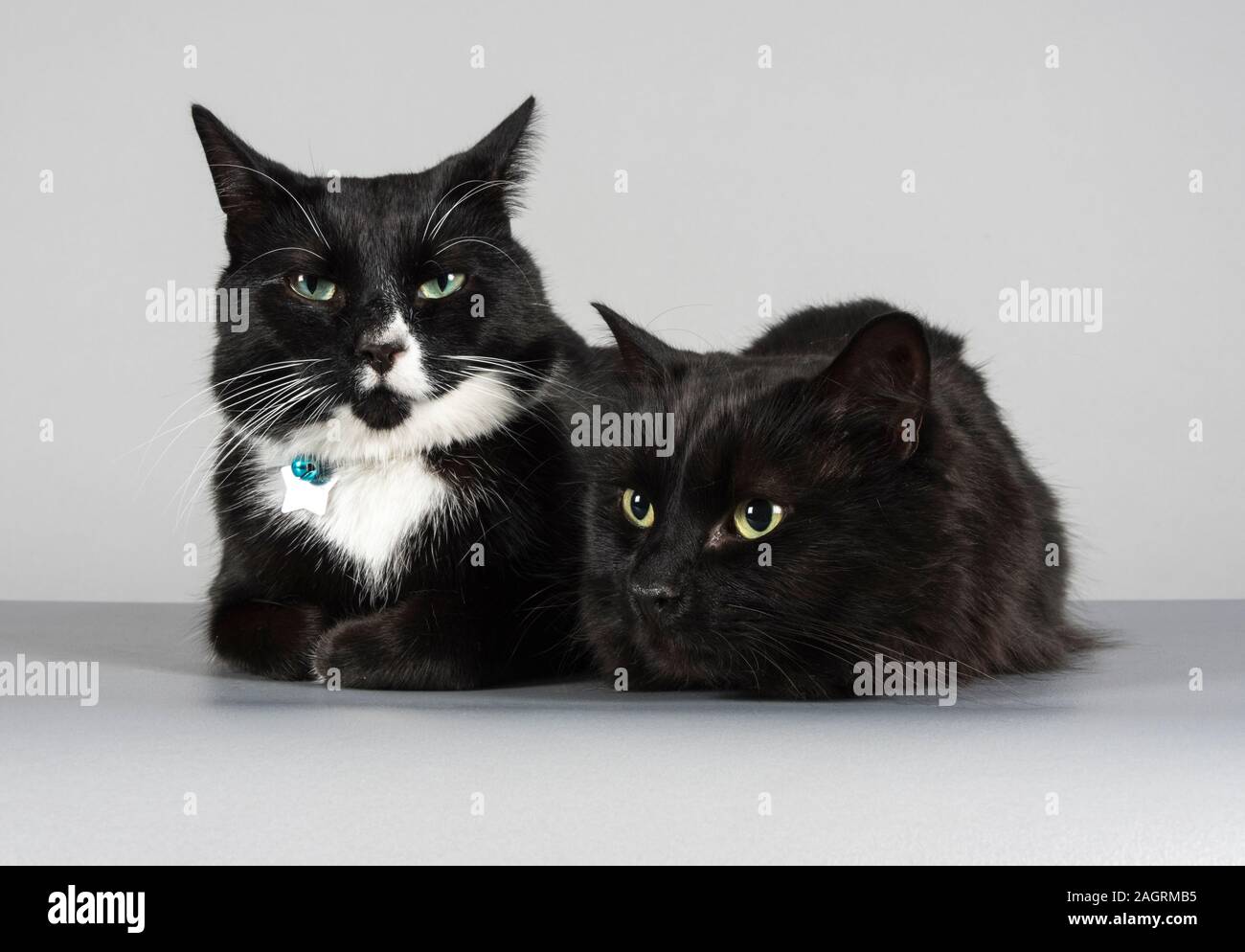 Cat pals, UK Stock Photo - Alamy