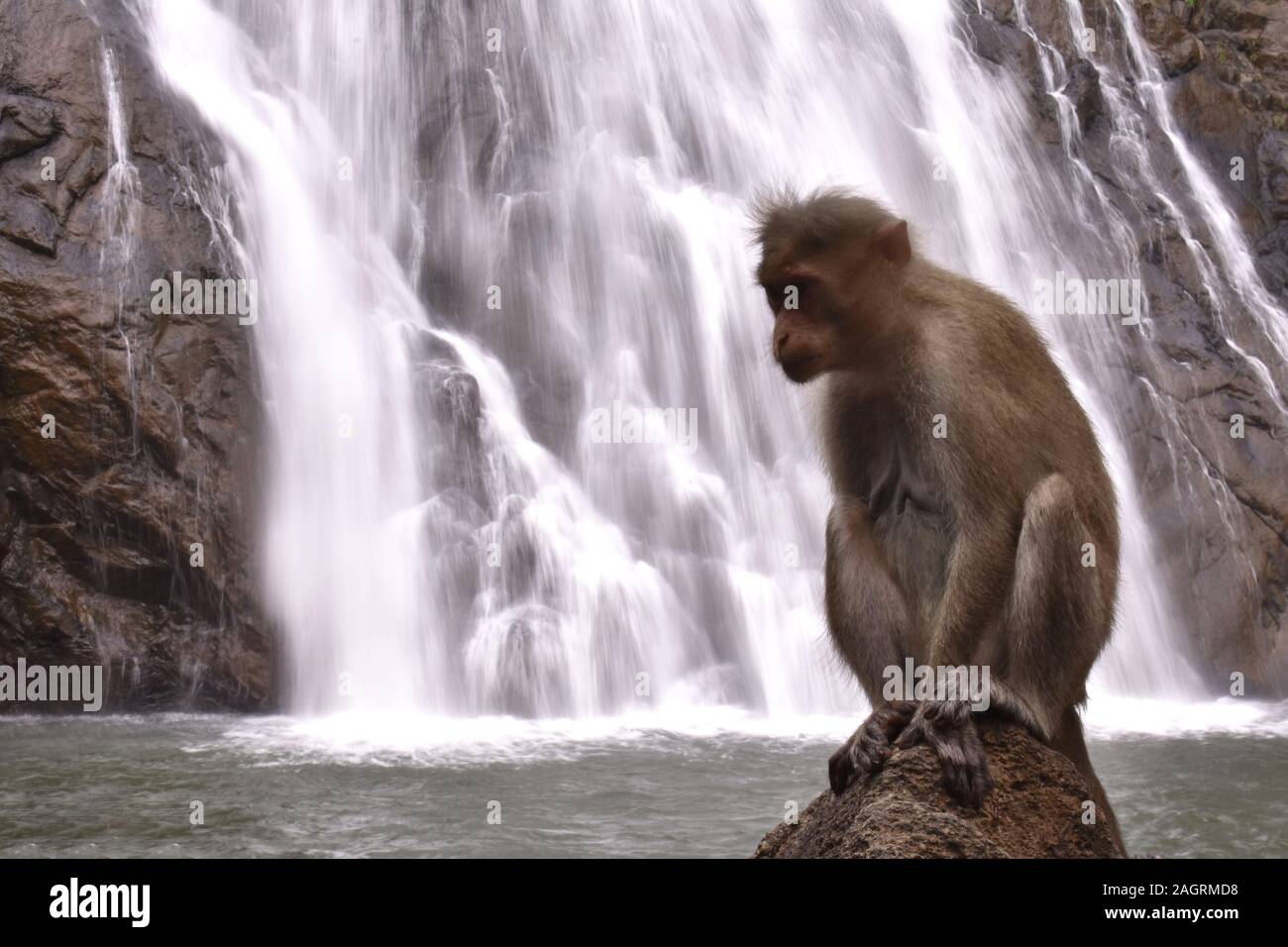 Monkey in goa india hi-res stock photography and images - Alamy