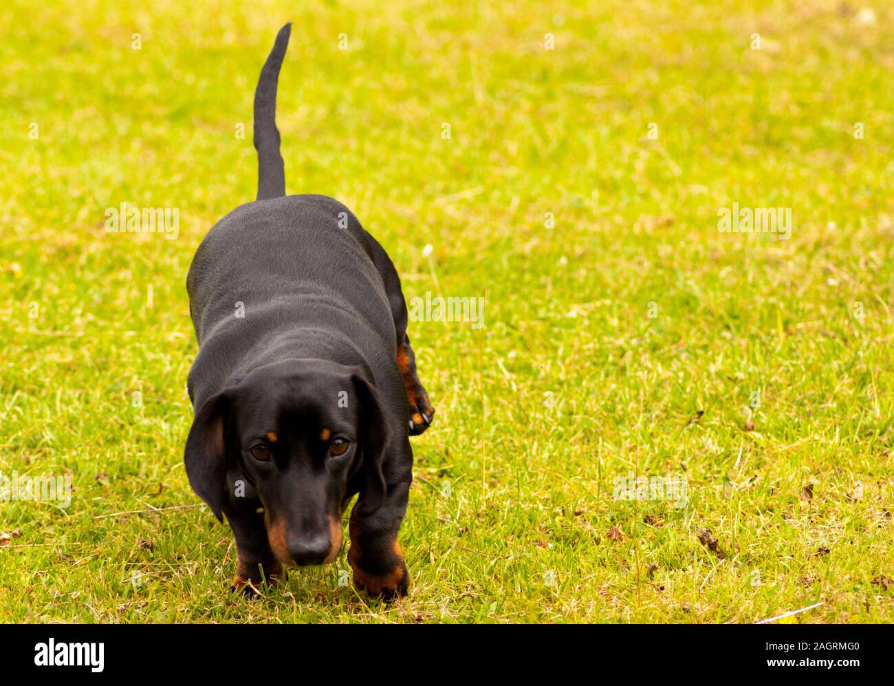 The wonderful breed of the Miniature Dachshund, dog Stock Photo - Alamy