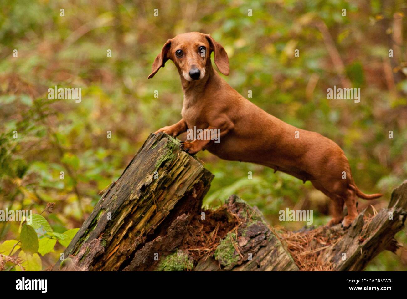 The wonderful breed of the Miniature Dachshund, dog Stock Photo - Alamy