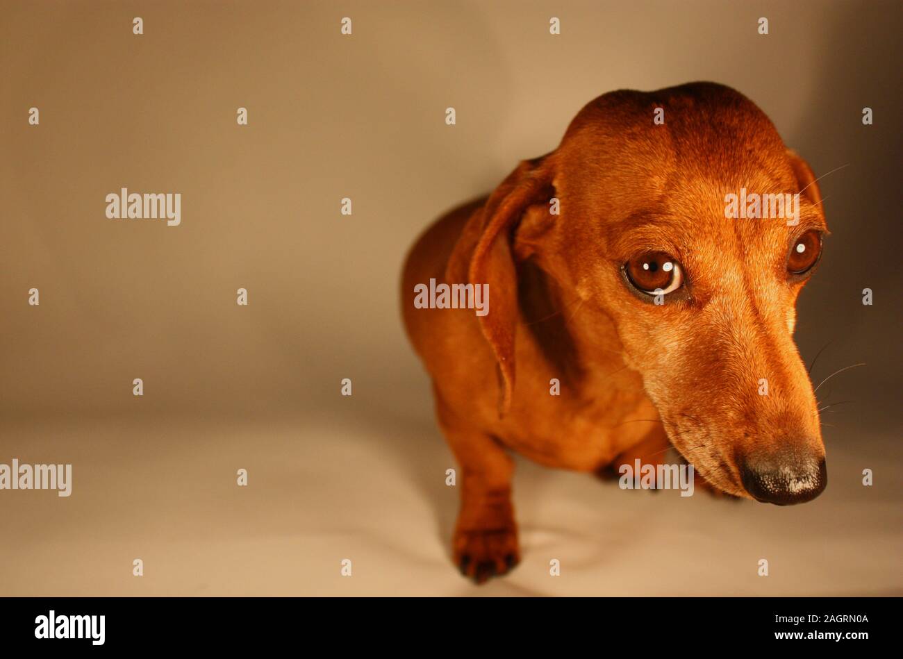 The wonderful breed of the Miniature Dachshund, dog Stock Photo - Alamy