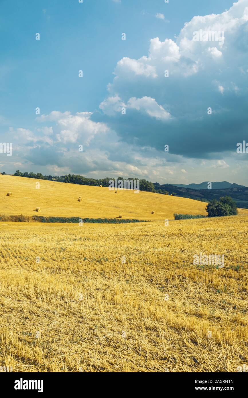 Beautiful rural landscape, wheat field after harvest Stock Photo - Alamy