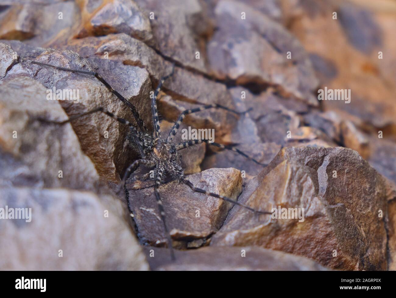 Selective focus shot of a spider hanging out on an igneous rock Stock ...