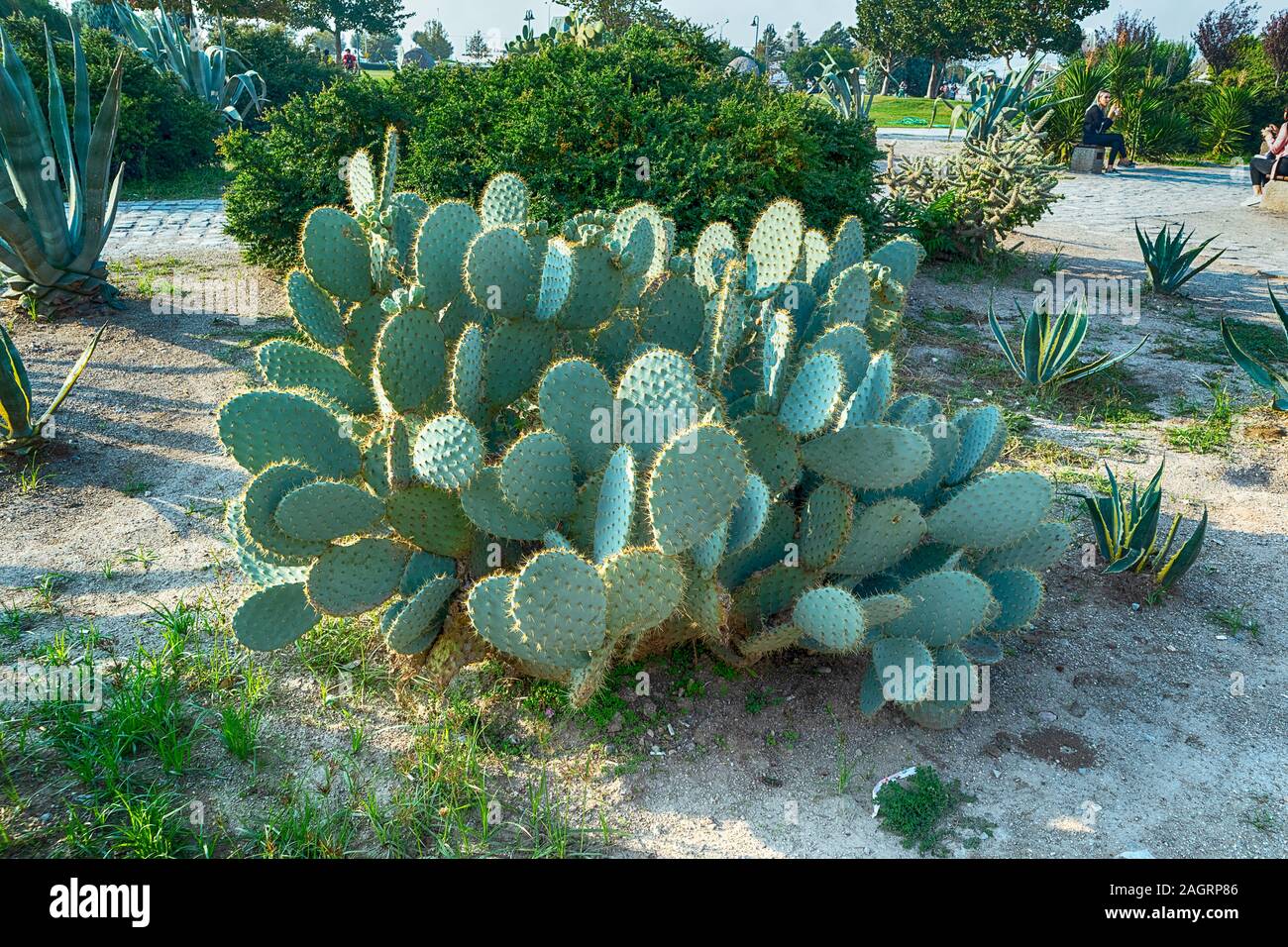 Dried up cactus hi-res stock photography and images - Alamy