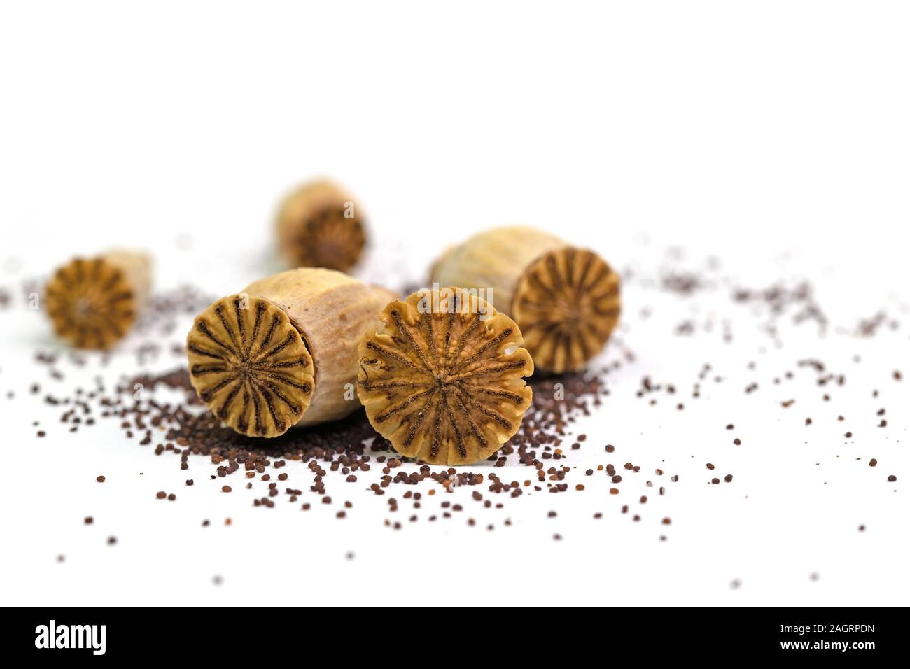 Dried poppy capsules in front of white background Stock Photo - Alamy